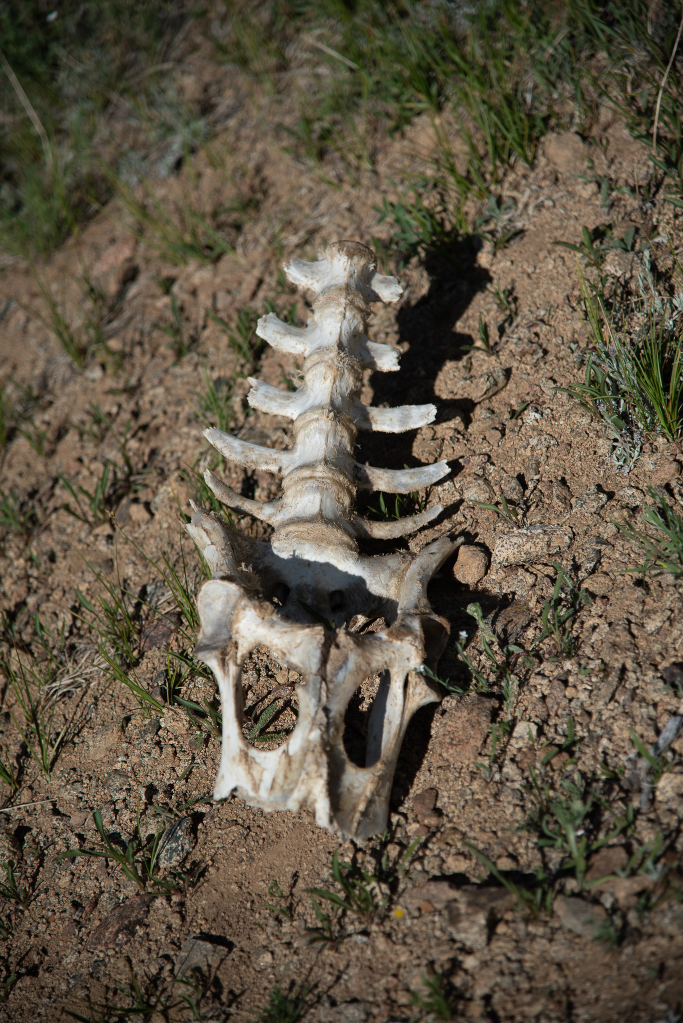 I Found a Bone - RES Photography